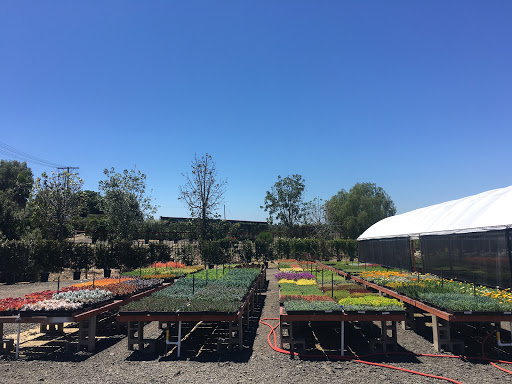 Devil Mountain Wholesale Nursery - Vista - Plant Nursery at 545 Smilax ...