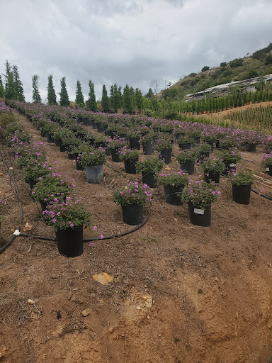 Armstrong Growers - Plant Nursery at 949 Cassou Rd, San Marcos, CA ...