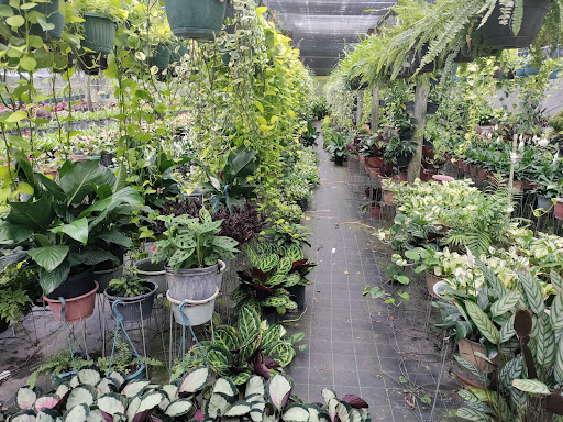 Lara Farms Nursery - Plant Nursery at 18660 SW 200th St, Miami, FL ...