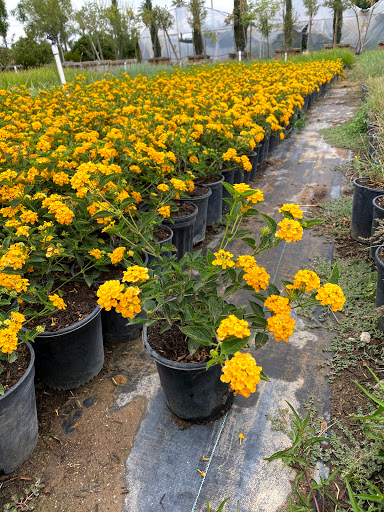 Louie's Nursery #2 - Plant Nursery at 16310 Porter Ave, Riverside, CA ...
