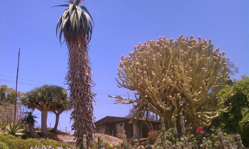 Devil Mountain Wholesale Nursery - Vista - Plant Nursery at 545 Smilax ...