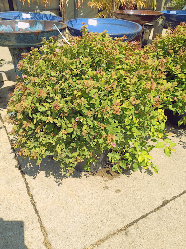 Bachman's Floral, Home & Garden - Plant Nursery at 6010 Lyndale Ave S ...