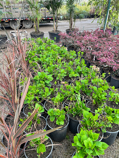 Moon Valley Nurseries - Plant Nursery at 1700 Growest Ave, Riverside ...