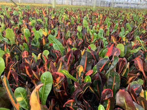 Bruce Jensen Nurseries - Plant Nursery at 81 Roger Williams Rd, Apopka ...