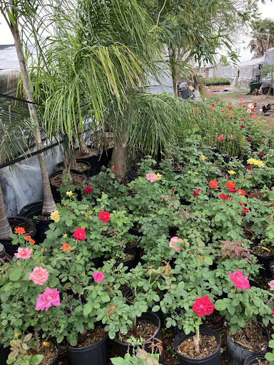 Country Farm Nursery - Plant Nursery at 26610 FM3462, San Benito, TX ...