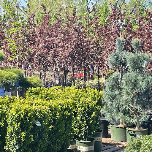 Jackalope Albuquerque - Plant Nursery at 6400 San Mateo Blvd NE ...