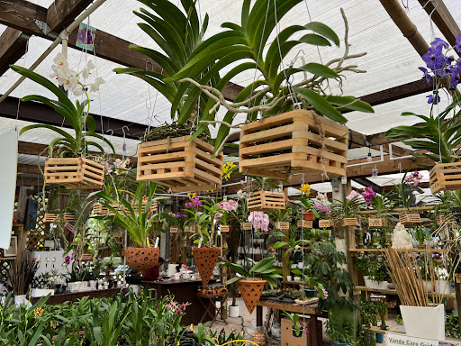 Flamingo Bamboo And Orchid Nursery