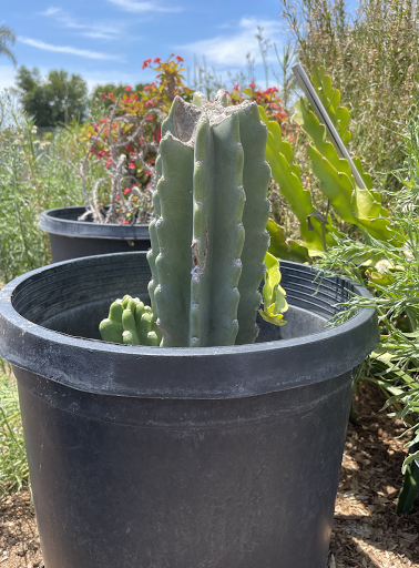 Moon Valley Nurseries - Plant Nursery at 1700 Growest Ave, Riverside ...