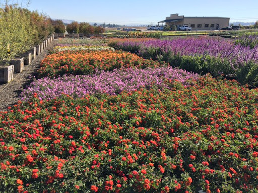 Devil Mountain Wholesale Nursery - Petaluma - Plant Nursery at 499 ...