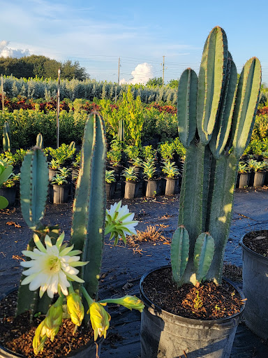 Lara Farms Nursery - Plant Nursery at 18660 SW 200th St, Miami, FL ...